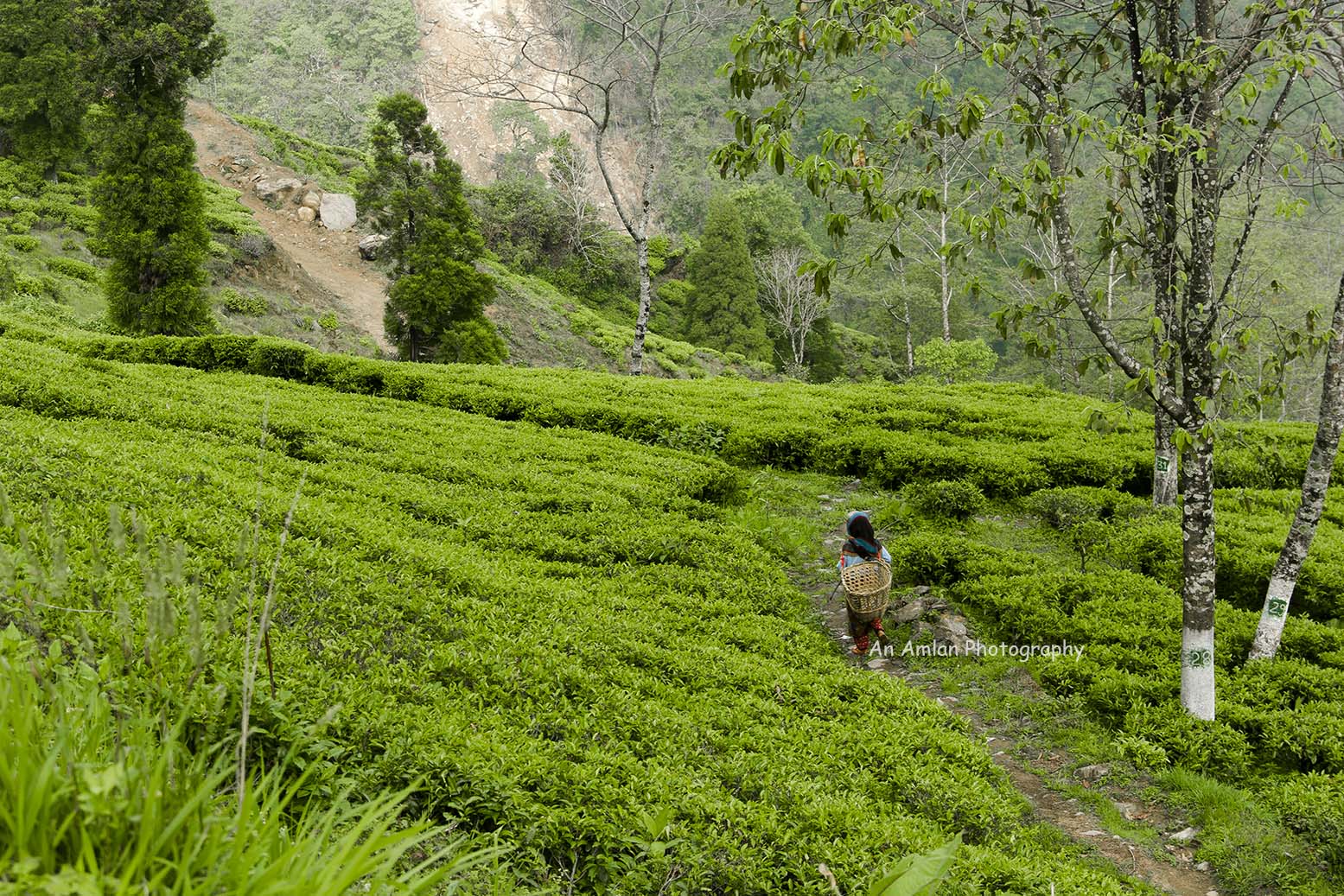 A week end at Rangaroon Tea Estate – The Tramp